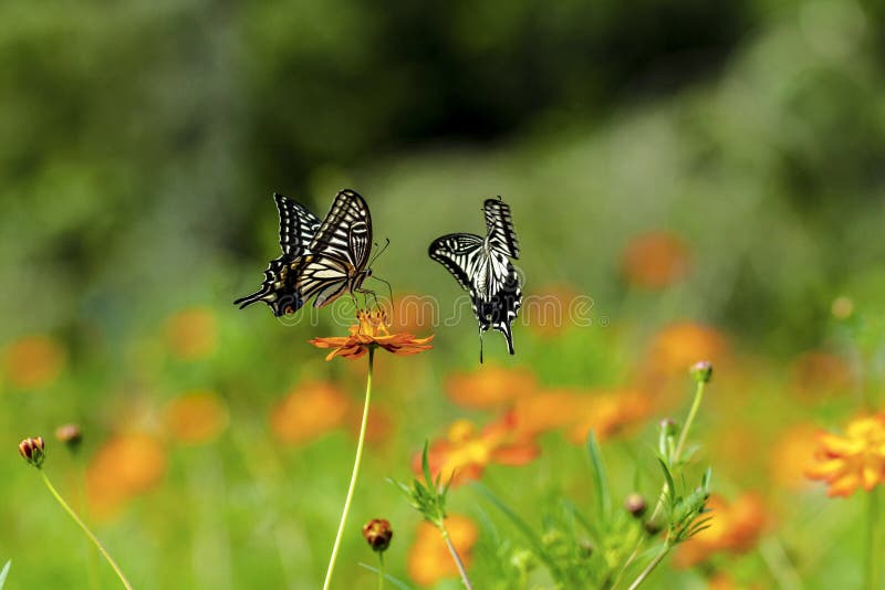 Butterfly dancing outdoors stock image. Image of yellow - 255404231