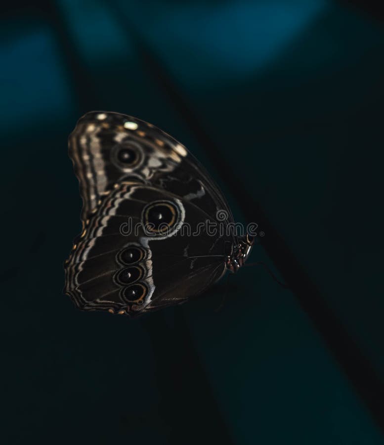 Caligo Eurilocus, Butterfly on a Dark Background Stock Image - Image of ...