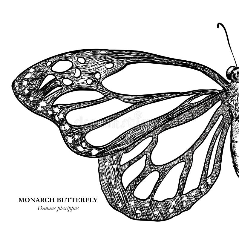 Common Brimstone Butterfly Illustration, Drawing, Engraving, Ink, Line ...