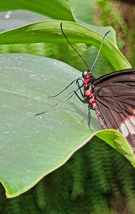 Butterfly Details Under Wing Stock Photo - Image of arthropod, nature ...