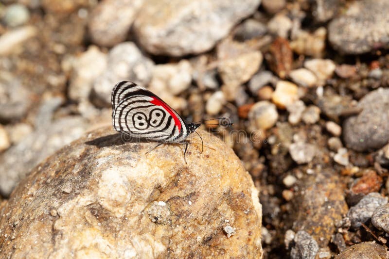 Butterfly Diaethria Also Called 88 Stock Photo - Image of diaethria ...