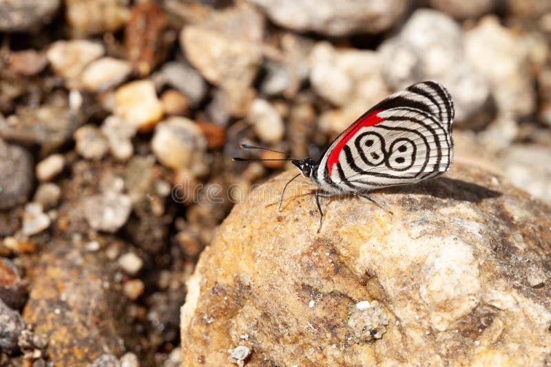 Butterfly Diaethria Also Called 88 Stock Photo - Image of diaethria ...