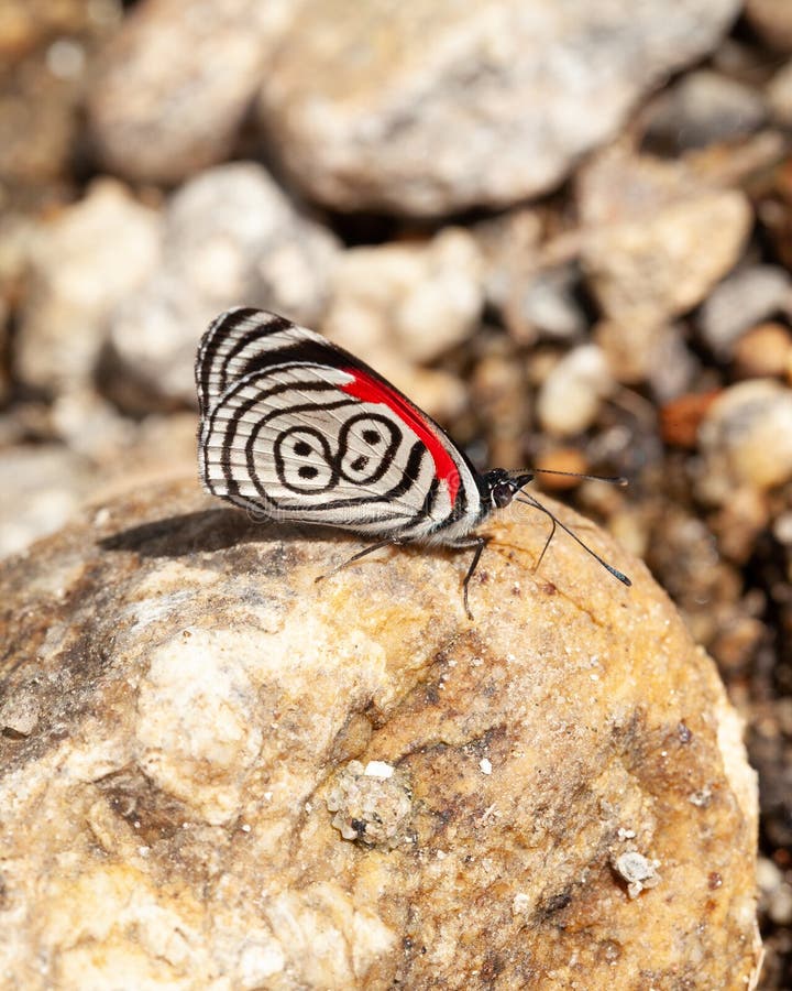 Butterfly Diaethria Also Called 88 Stock Photo - Image of diaethria ...