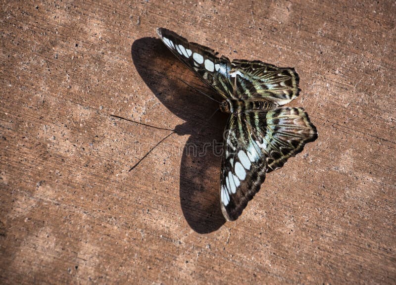Butterfly with a Distinct Shadow Stock Image - Image of orange ...