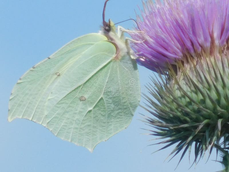 A distle and a butterfly stock image. Image of nature - 154301557