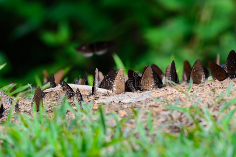 Butterfly Diversity Many Butterfly Species Gathered. Stock Photo ...