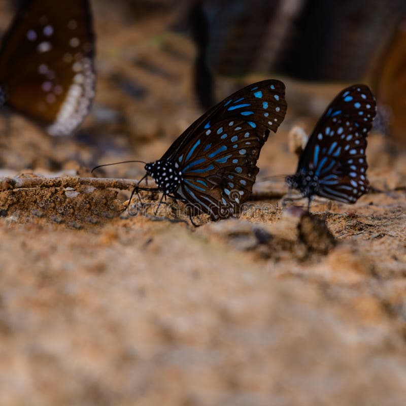 Butterfly Diversity Many Butterfly Species Gathered. Stock Image ...