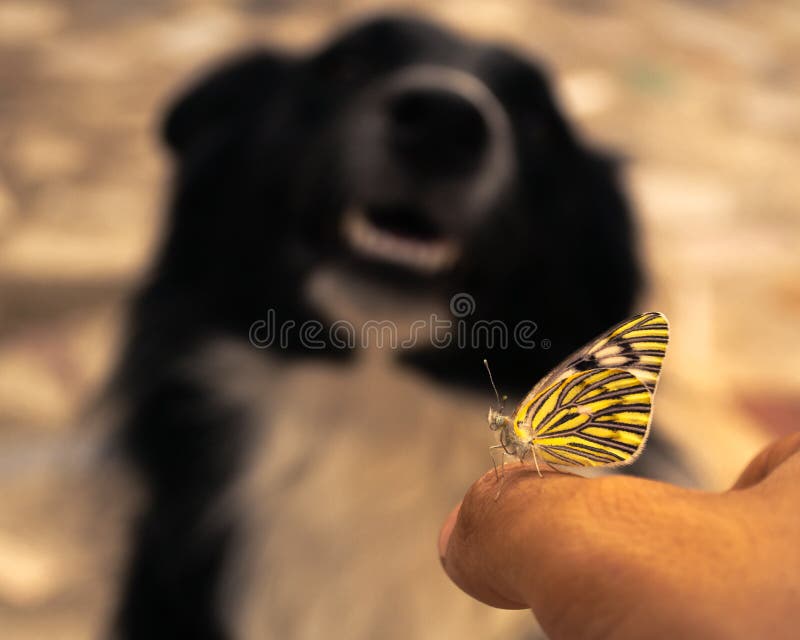 327 Dog Butterfly Nose Stock Photos - Free & Royalty-Free Stock Photos ...