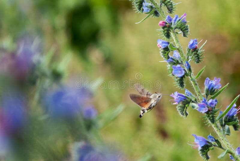 Butterfly stock photo. Image of authentic, climate, closeup - 31486458