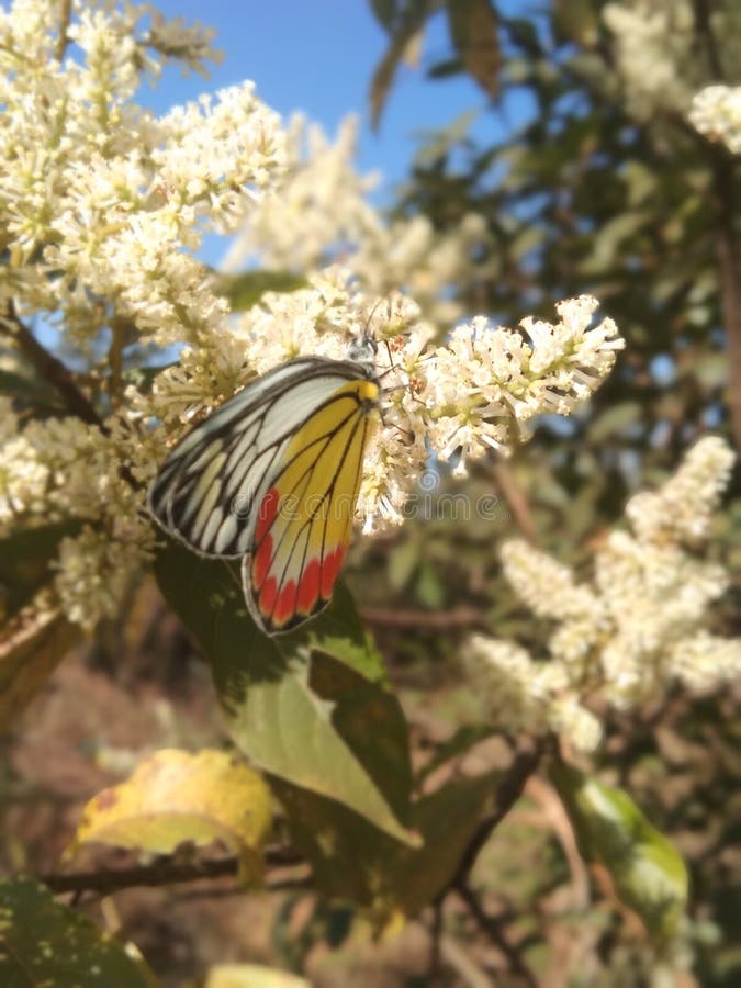 The time of the butterfly stock image. Image of black - 95730427