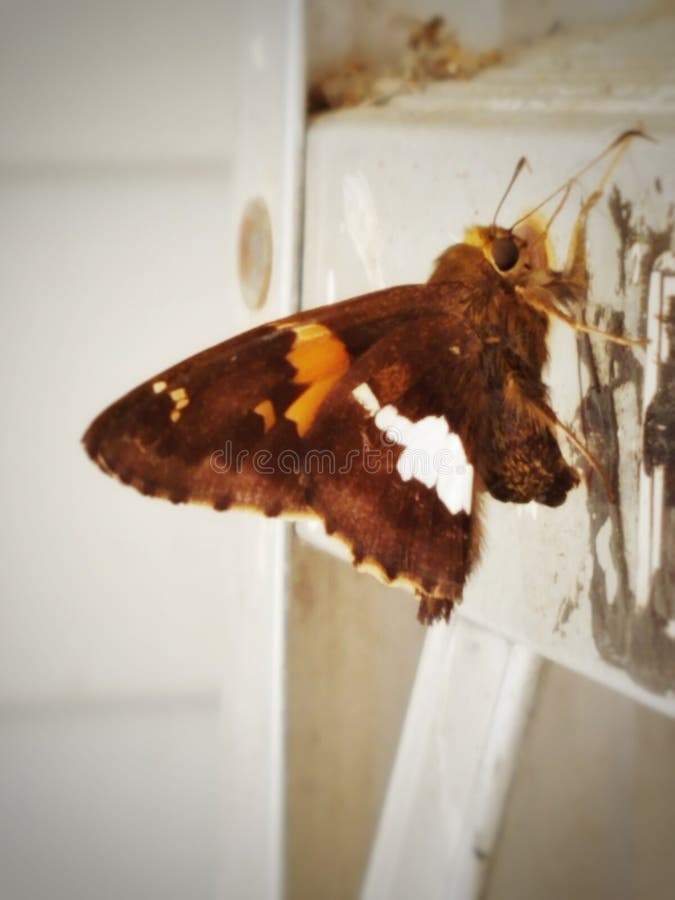 Butterfly Dressed in Fall Colors, Sitting on a Ladder Stock Photo ...