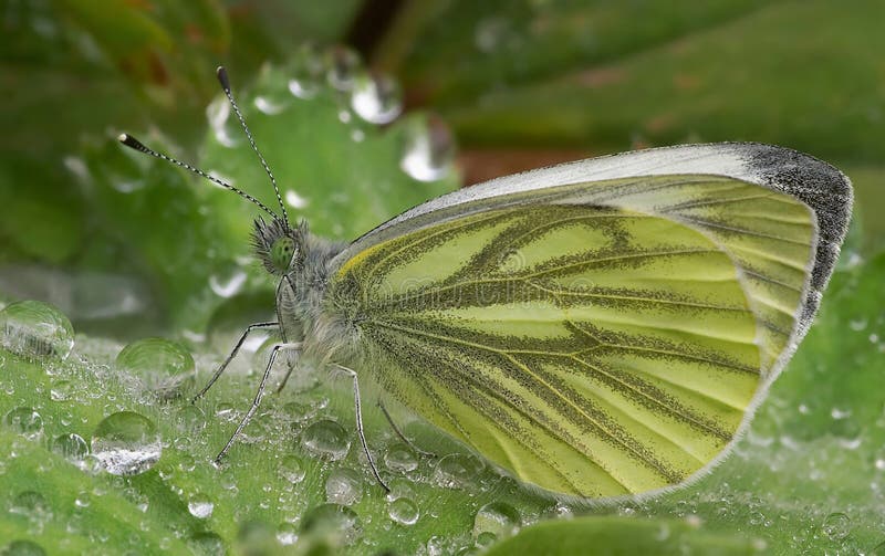Butterfly on drops stock photo. Image of insects, meadow - 116753556