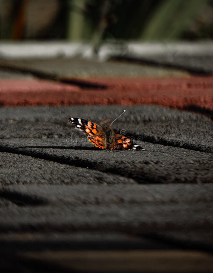 Butterfly dying stock photo. Image of white, yellow - 253973636