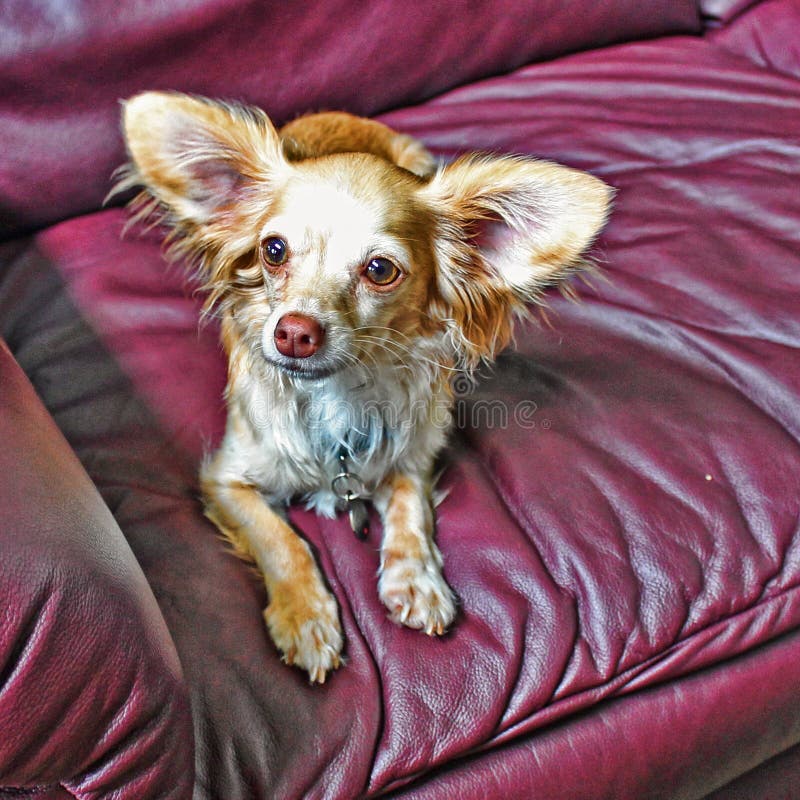 Cute Dog Butterfly Stock Images - Download 946 Royalty Free Photos