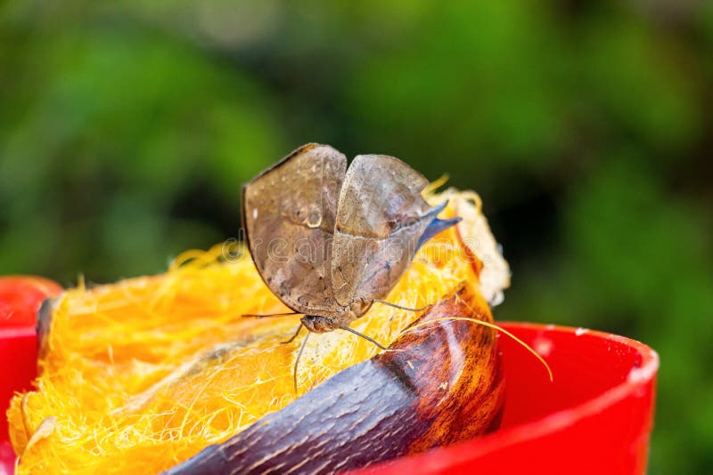 Butterfly eat food in farm stock photo. Image of environment - 177776918