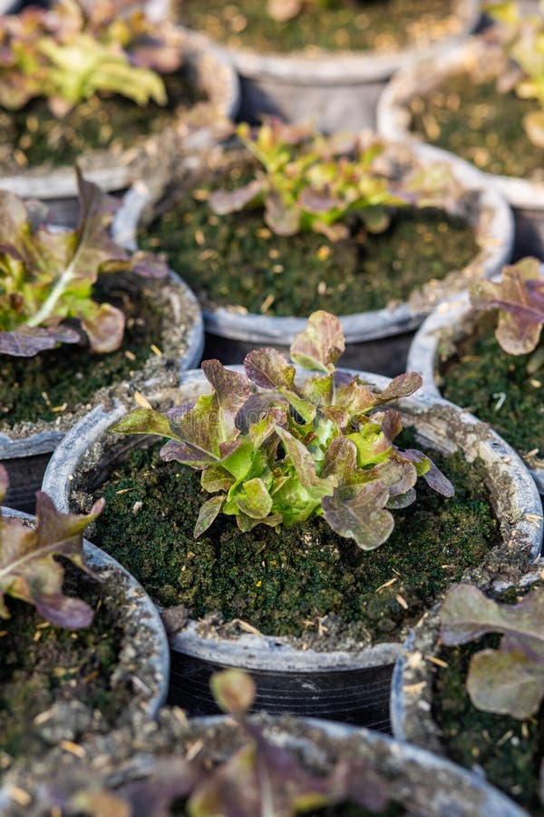 Butterfly Eat Syrup from Flower Stock Photo - Image of eating, insect ...