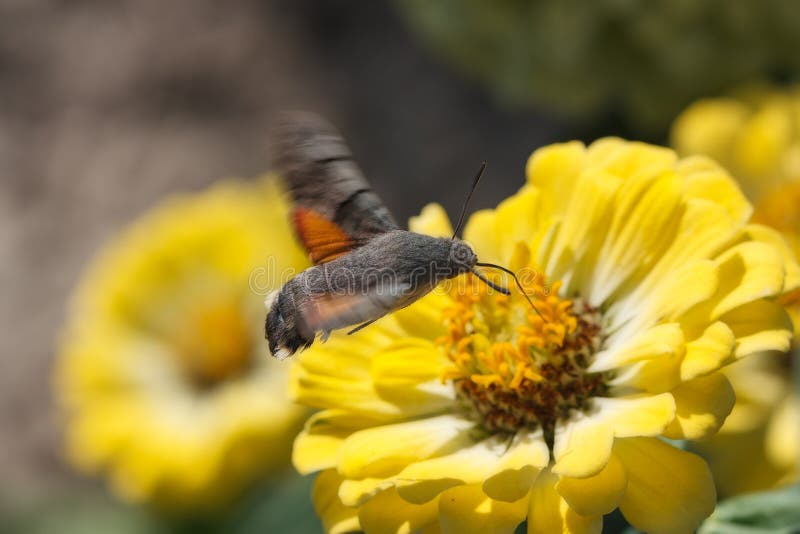 Butterfly eating stock photo. Image of hawk, moth, sphinx - 70723768