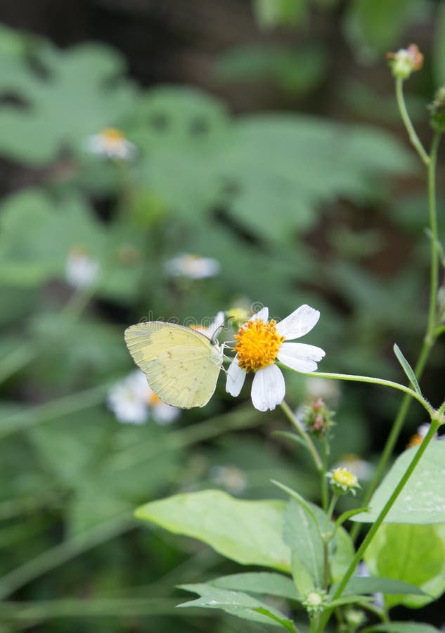 Butterfly stock image. Image of common, attractive, green - 34714817