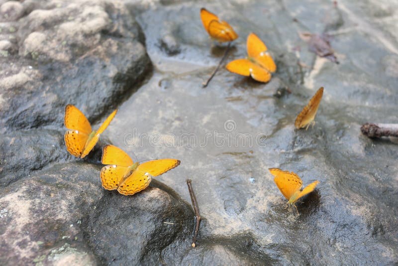 Butterfly Eating Water on the Rock Stock Image - Image of drinking ...