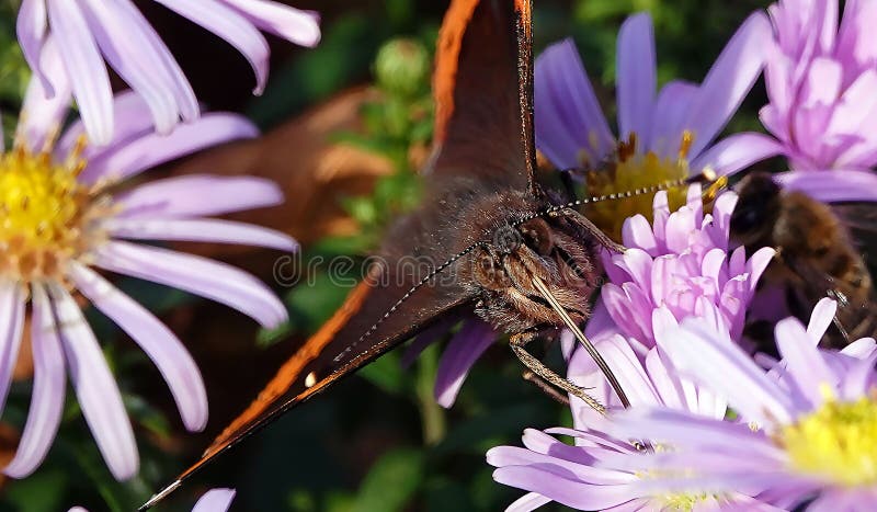 Butterfly eats nectar stock photo. Image of sweet, field - 275144076