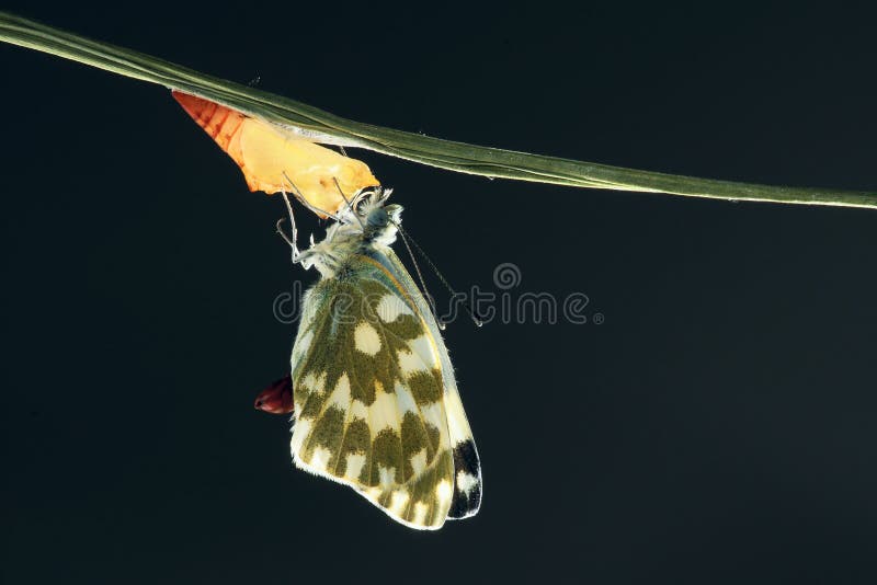 The butterfly s eclosion stock photo. Image of yellow - 30578118