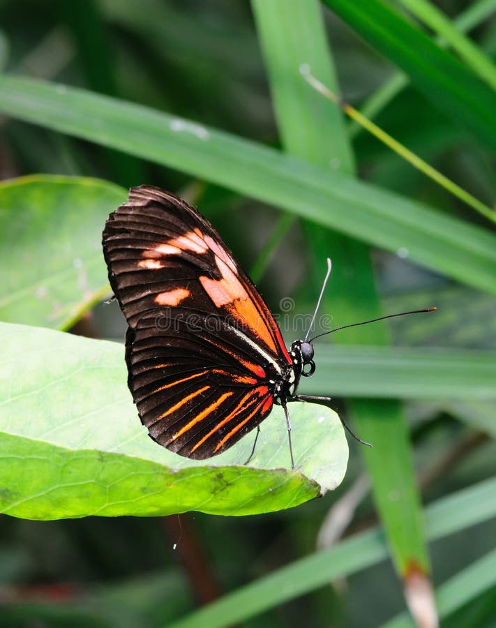 Butterfly on the edge stock photo. Image of black, garden - 10769984