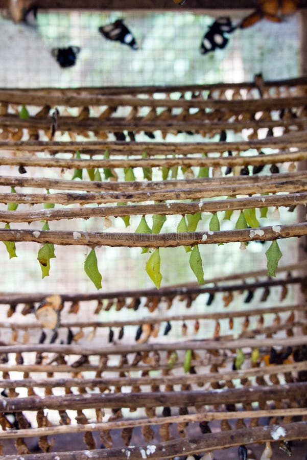 Butterfly Farm, Zanzibar, Tanzania Stock Image - Image of ecology ...