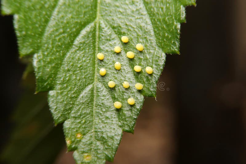 Butterfly Egg in Life Cycle on Green Leaf Stock Photo - Image of eggs ...