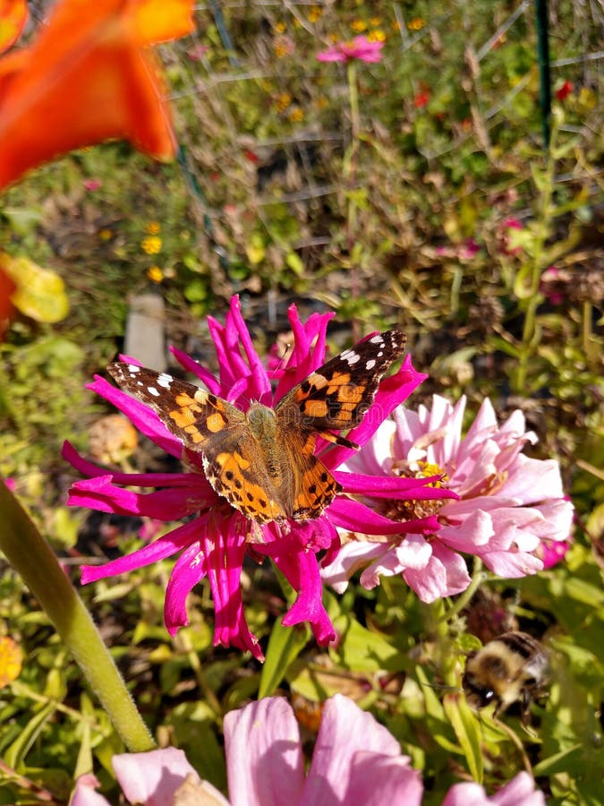 A Butterfly Enjoying Lunch in the Sun Stock Photo - Image of grown ...