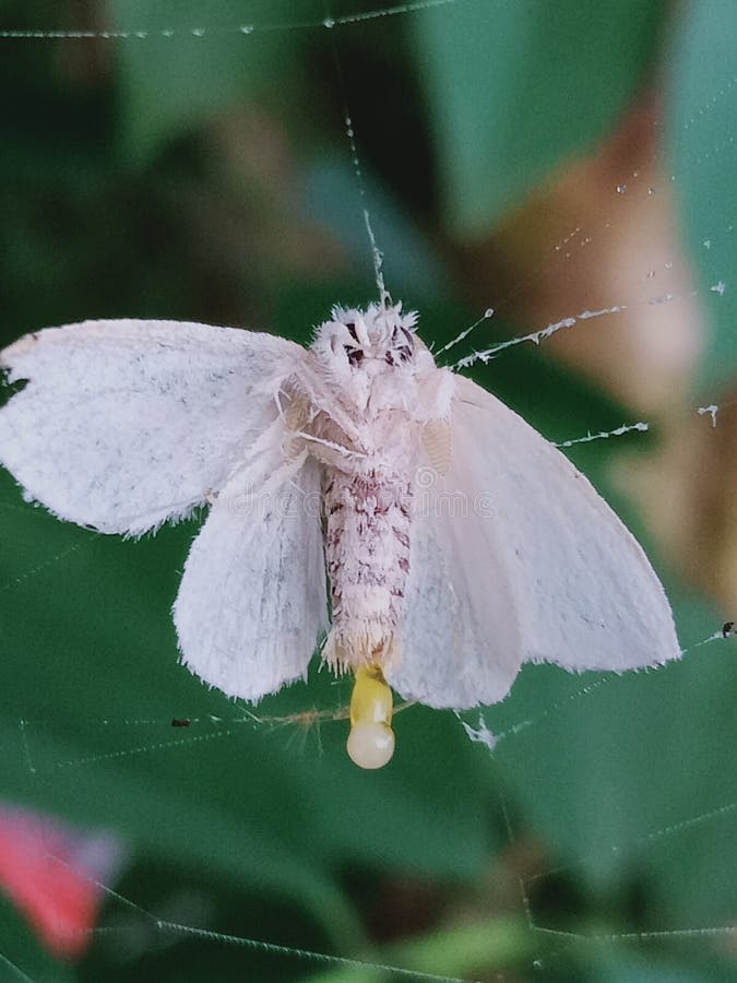Butterfly Entangled in a Spider& X27;s Web Stock Image - Image of ...