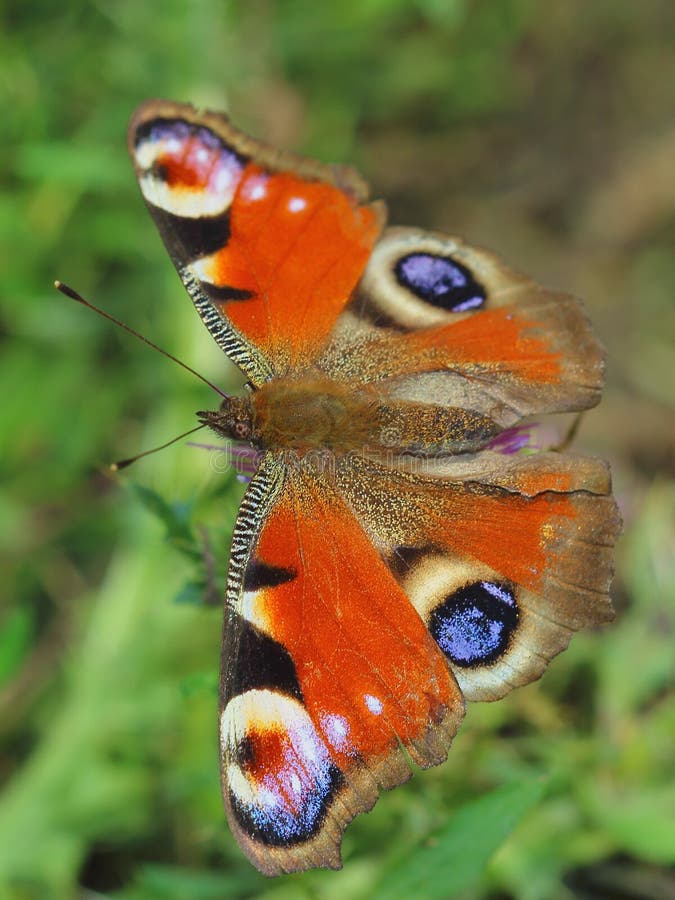 Butterfly - European Peacock (Inachis Io) Stock Image - Image of wild ...