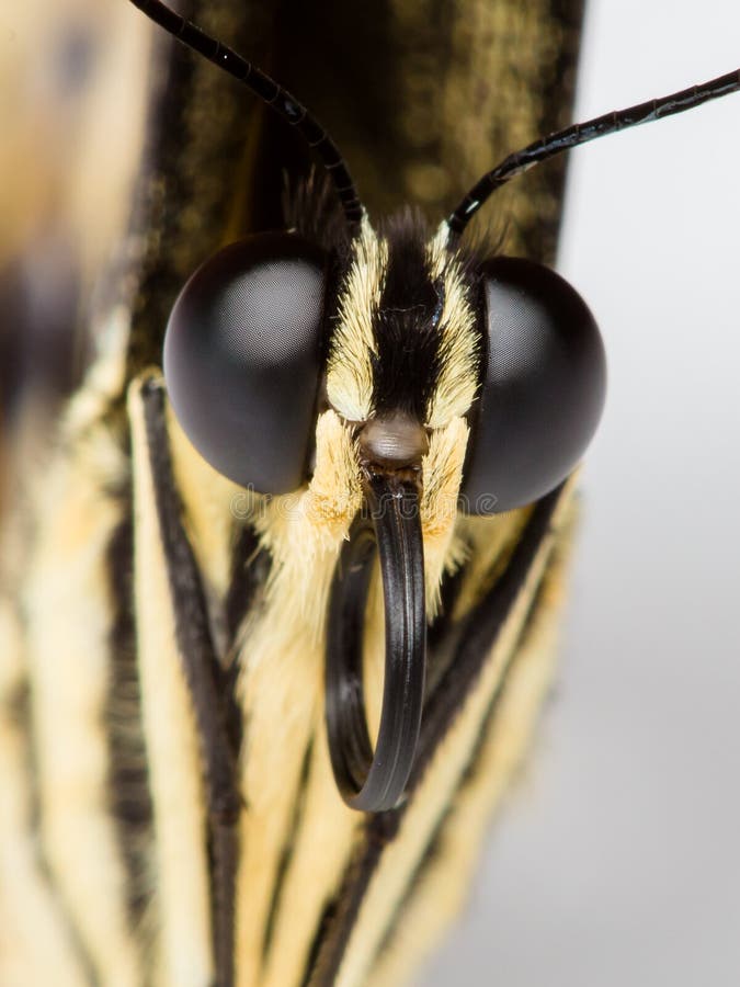 Butterfly extreme macro stock photo. Image of macro - 109149268