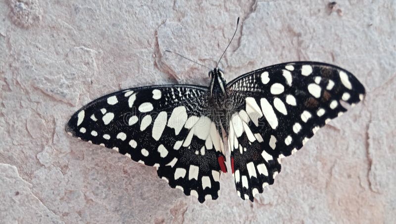 Land from a birds eye stock photo. Image of high, nature - 28025334