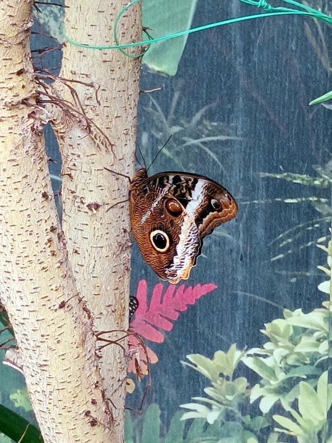 Brown Butterfly with Eye Like Patterns on Wings Perched on a Tree Trunk ...