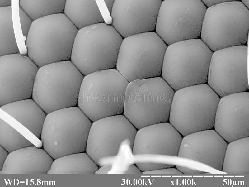 Butterfly Eye Structure - 2 Stock Image - Image of microscope ...