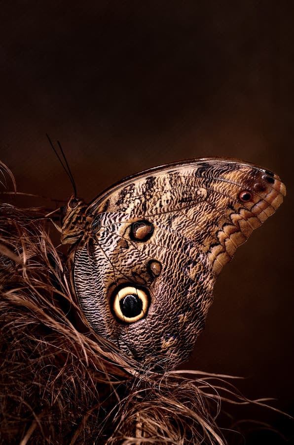 Butterfly eyes stock photo. Image of eyes, invertebrate - 78484754