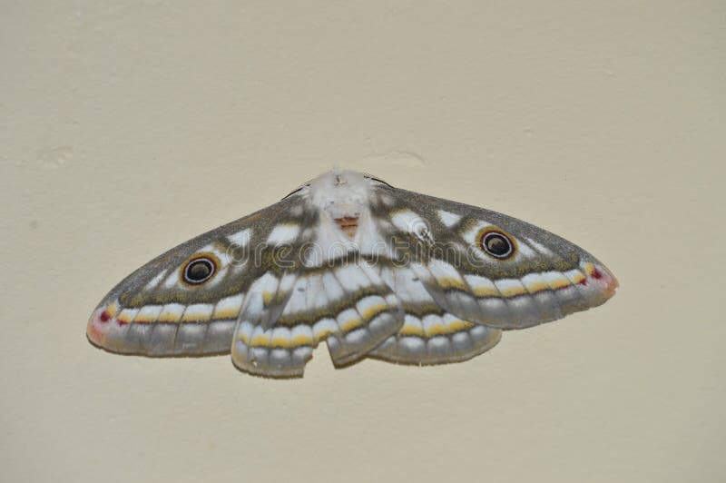 Butterfly with eyes stock image. Image of decorative - 84334473