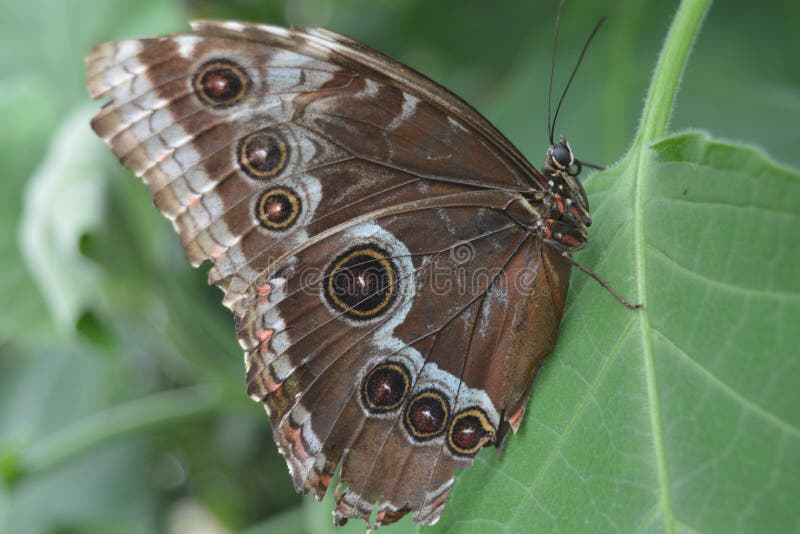 Butterfly with Eyes on Its Wings Stock Image - Image of wings, eyes ...