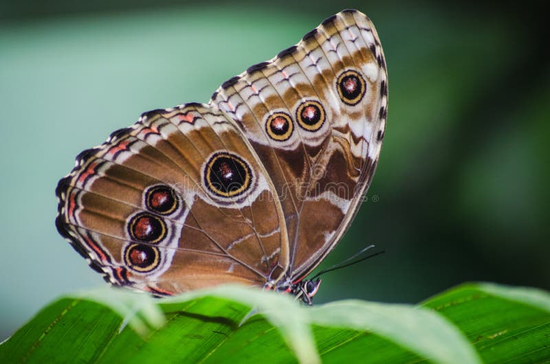 Butterfly eyespots stock photo. Image of green, brown - 52464098
