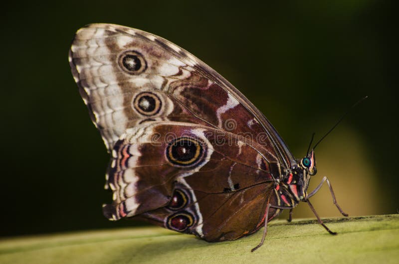 Butterfly eyespots stock photo. Image of green, brown - 52464098
