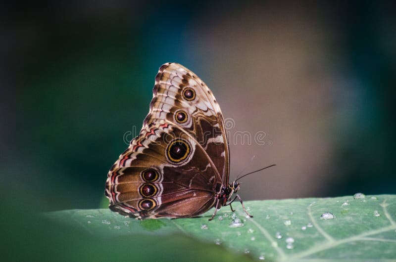Butterfly eyespots stock photo. Image of green, brown - 52464098