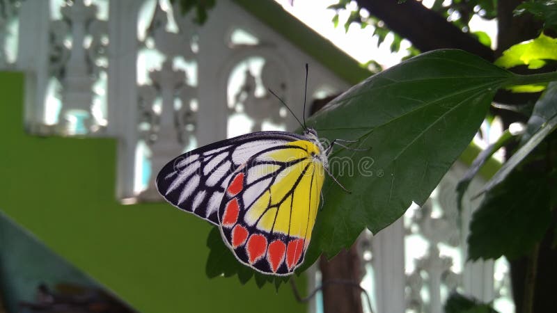 Butterfly Fall on Green Tree Stock Image - Image of birds, movement ...