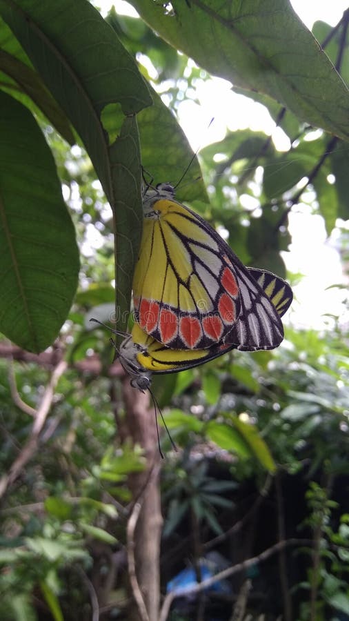 Butterfly Fall on Green Tree Stock Photo - Image of animal, tree: 158760340