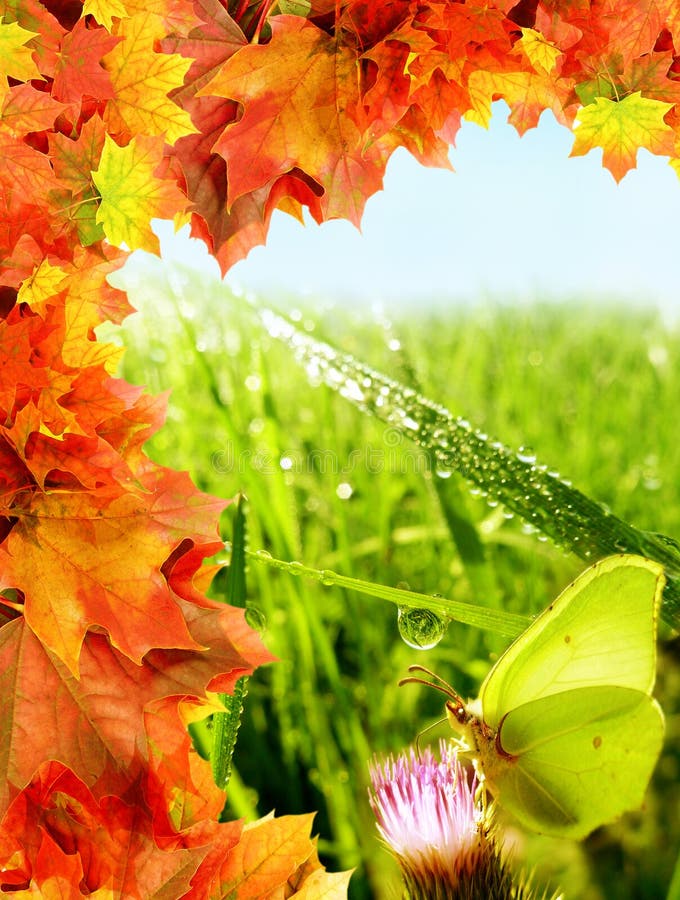 Butterfly - fall in nature stock image. Image of grassland - 16177473