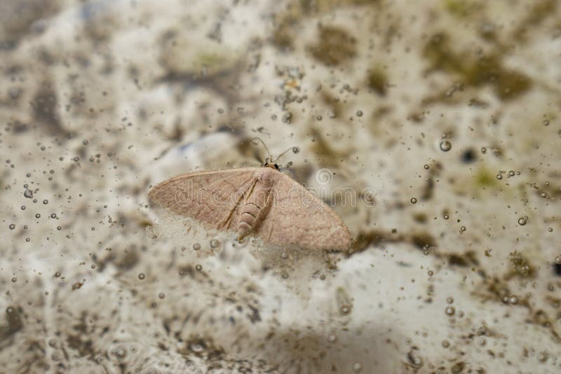 Butterfly Falls into the Water. Stock Photo - Image of colorful, spring ...