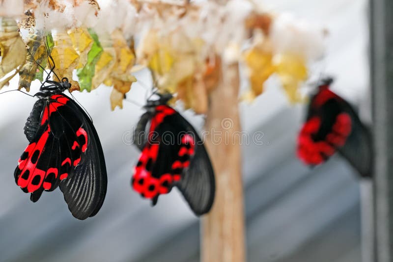 Butterfly Farm stock image. Image of lime, insect, nature - 23297415