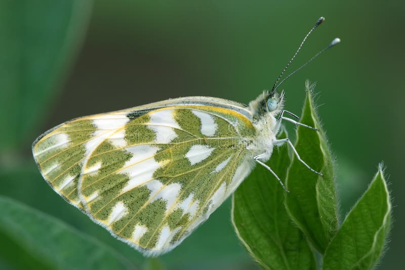 Butterfly features stock photo. Image of antenna, field - 27737074