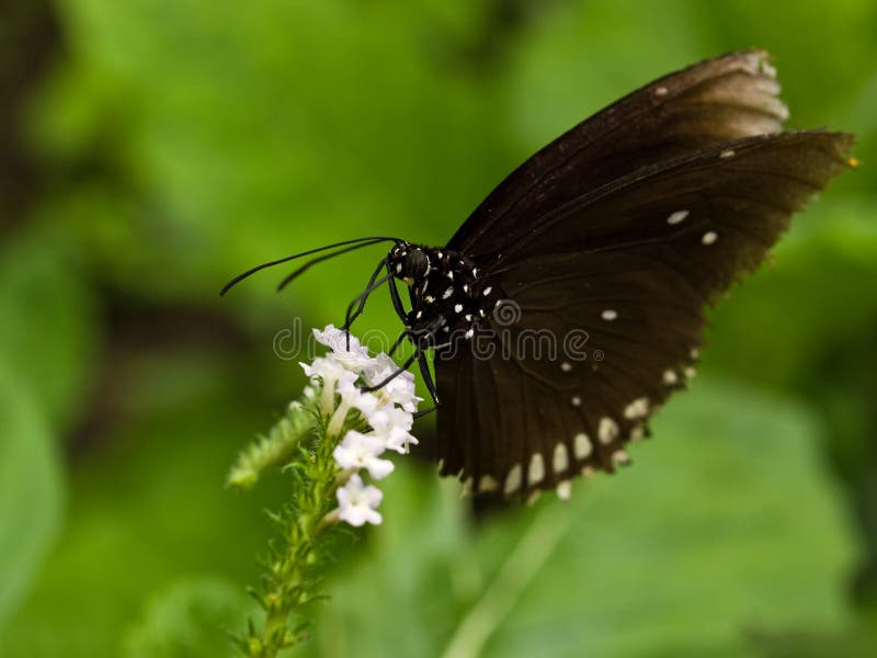 Butterfly Feeding on Flower Stock Image - Image of petals, macro: 7292217