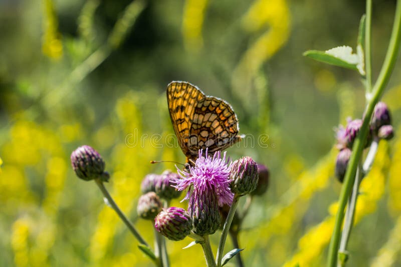 Butterfly Feeding on a Flower Stock Photo - Image of feeding, colorful ...