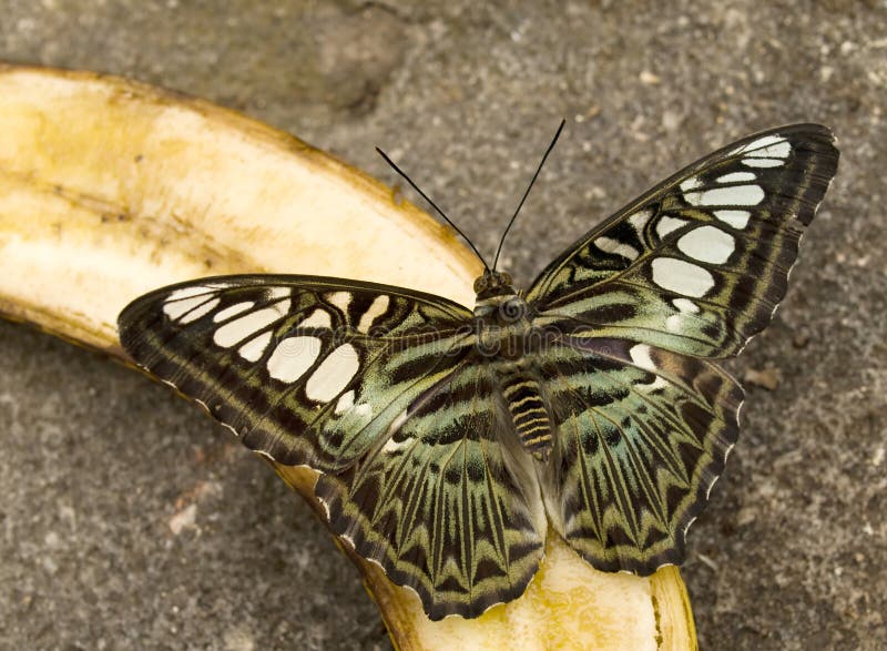 Butterfly Feeding on Flower Stock Image - Image of bugs, beauty: 7712789